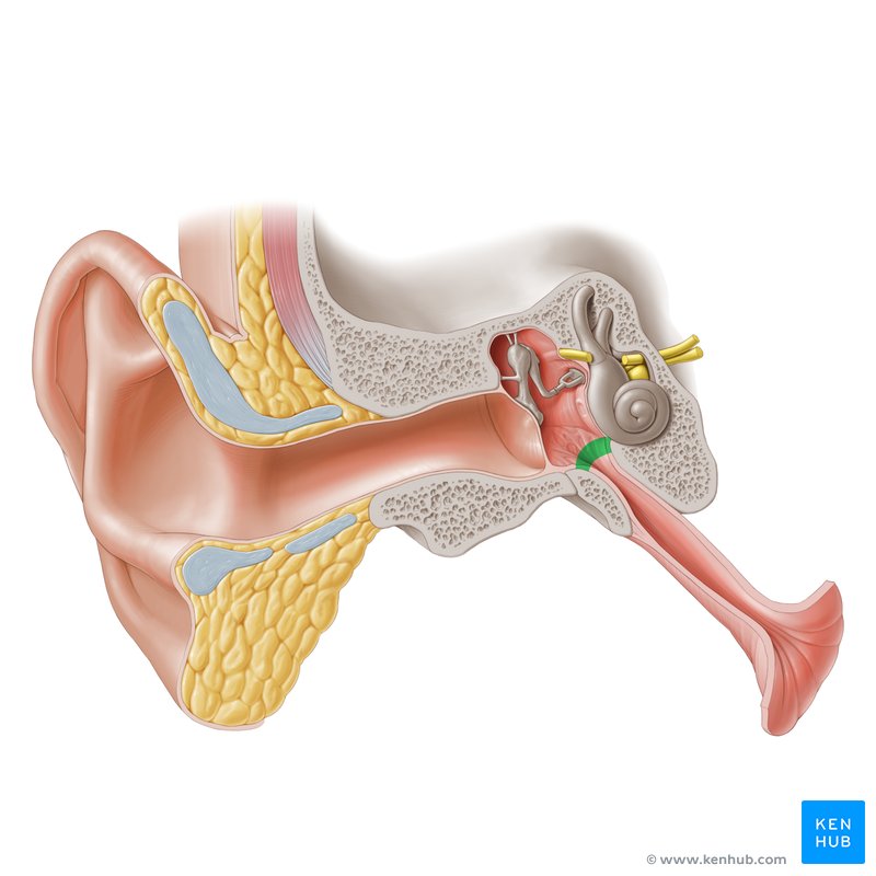 Vía auditiva: Anatomía, estructuras y transducción | Kenhub