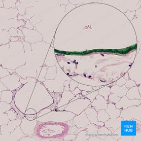 Epithelgewebe - Histologie, Einteilung und Funktion | Kenhub