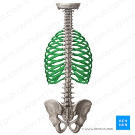 Rippen (Costae) – Anatomie, Aufbau, Gelenke und Bänder | Kenhub