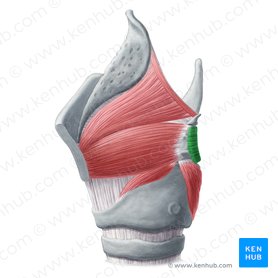 Kehlkopfmuskulatur - Anatomie, Innervation und Funktion | Kenhub
