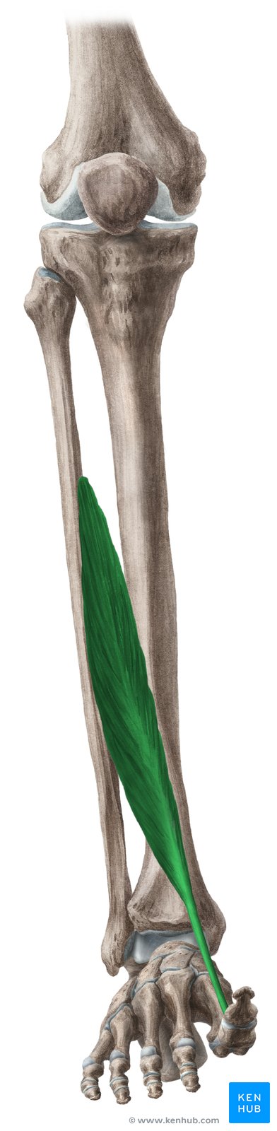 Musculus extensor hallucis longus - Anatomie | Kenhub