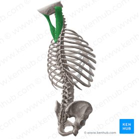 Splenius capitis: Origin, insertion, actions, innervation | Kenhub
