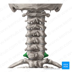 Musculus semispinalis - Anatomie & Funktion | Kenhub