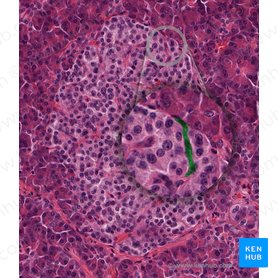 Capillaries: Continuous, fenestrated and sinusoidal | Kenhub