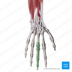 Extensores superficiais do antebraço - Anatomia e Funções | Kenhub