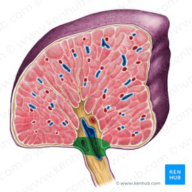 Arteria splenica - Verlauf, Äste und Funktion | Kenhub