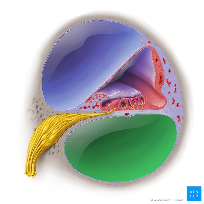tympanic duct function