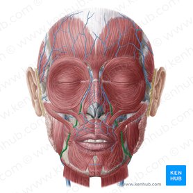 Superficial arteries and veins of the face and scalp | Kenhub