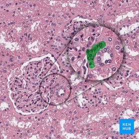 Riñón: Estructura del riñón y nefrona, funciones | Kenhub