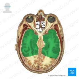 Temporal lobe: anatomy, functions and location | Kenhub