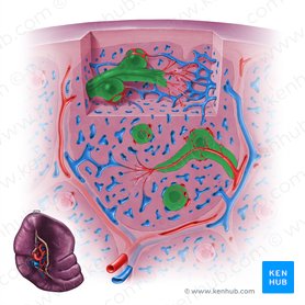 Spleen histology: Location, functions, structure | Kenhub