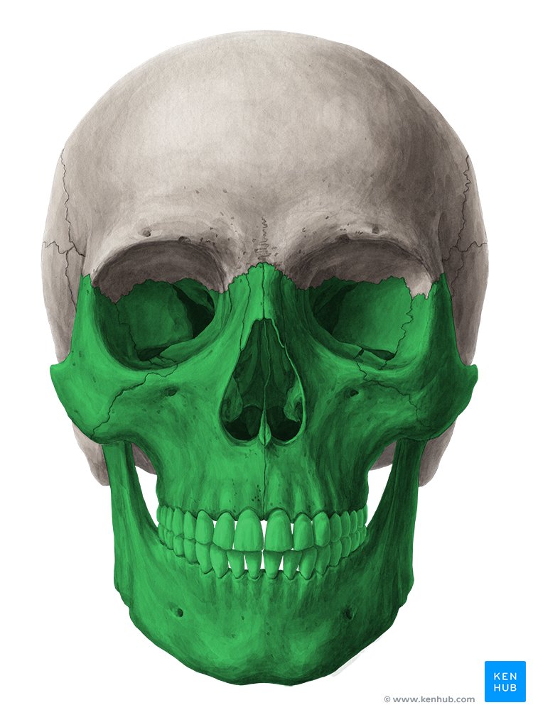 Huesos de la cara (Viscerocráneo): Anatomía y estructura | Kenhub