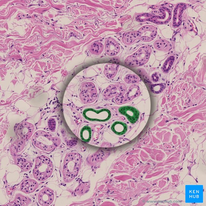 Stratified cuboidal epithelium: Anatomy and function | Kenhub