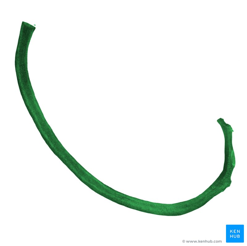 Ribs: Anatomy, ligaments and clinical notes | Kenhub