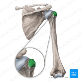Greater tubercle of humerus | Kenhub
