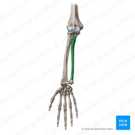 Radio y ulna (cúbito): Anatomía y funciones | Kenhub