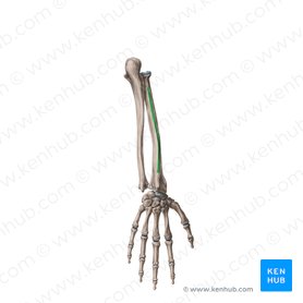 Radius and ulna: Anatomy and function | Kenhub