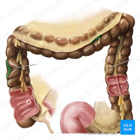 Colon (Grimmdarm) - Anatomie, Histologie und Innervation | Kenhub