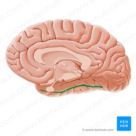 Temporal lobe: anatomy, functions and location | Kenhub