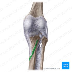 Popliteus muscle: Attachments, innervation and function | Kenhub