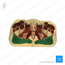 Glúteo máximo: Origem, inserção e função | Kenhub