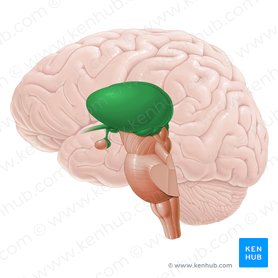 Diencephalon: Anatomy and function | Kenhub