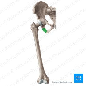 Obturator externus: Origin, insertion, innervation,action | Kenhub