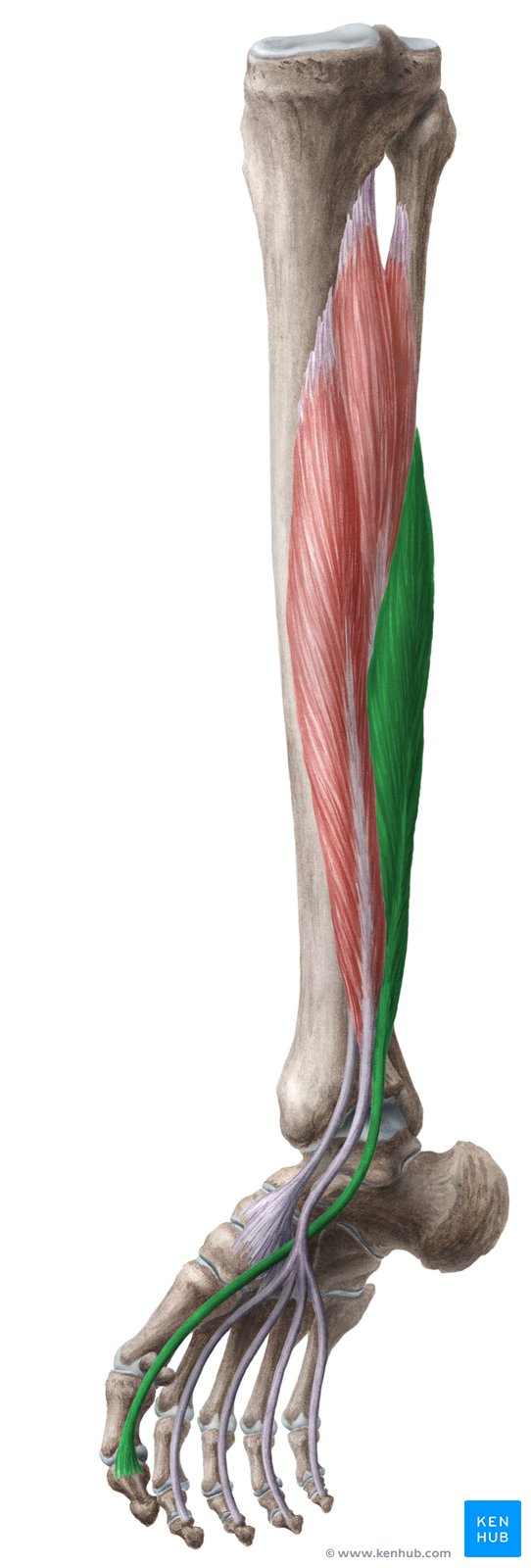 Musculus flexor hallucis longus - Anatomie & Klinik | Kenhub
