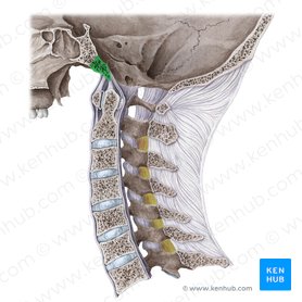 Osso occipital do crânio - Anatomia Humana | Kenhub