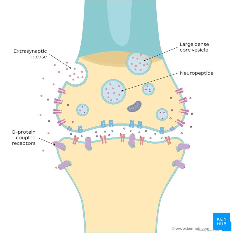 Neuropeptides: main types and functions | Kenhub