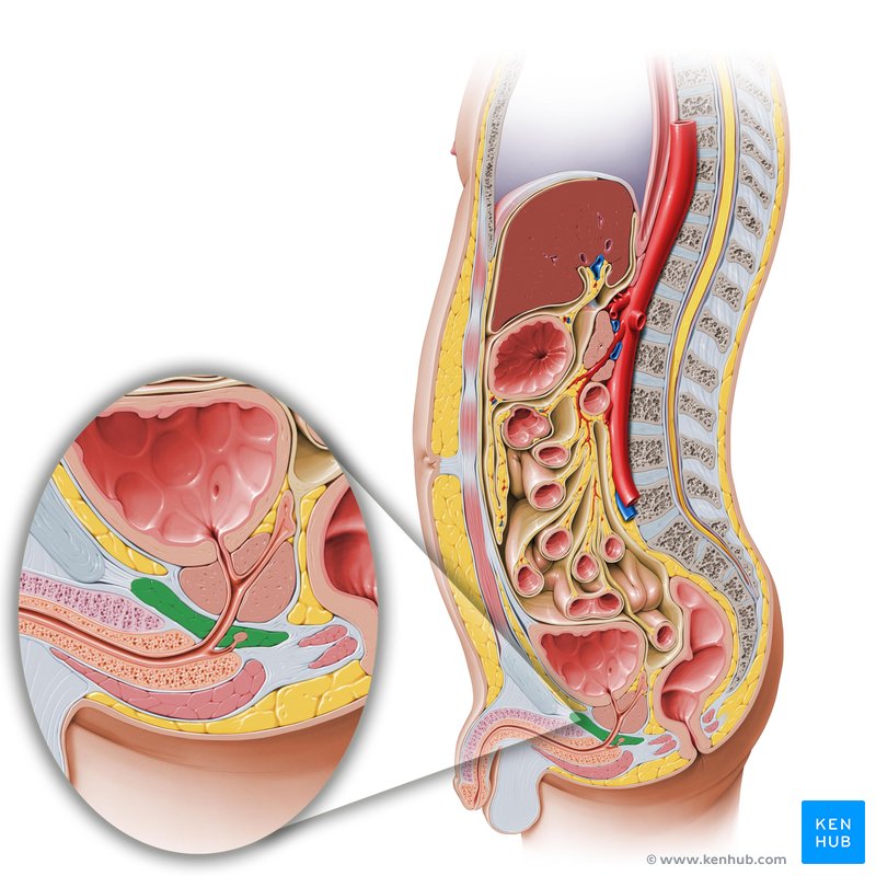 urogenital diaphragm function