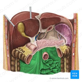 Mesentery: Anatomy, functions and clinical points | Kenhub