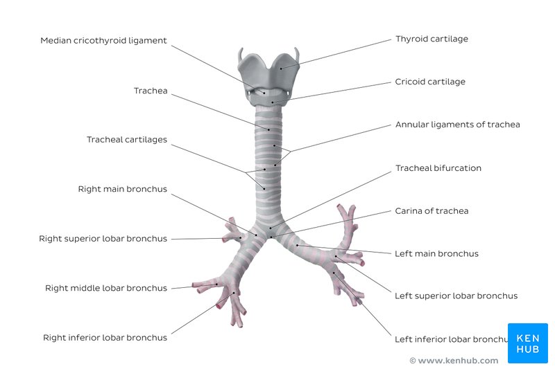 Lung diseases: Symptoms, causes, examination | Kenhub