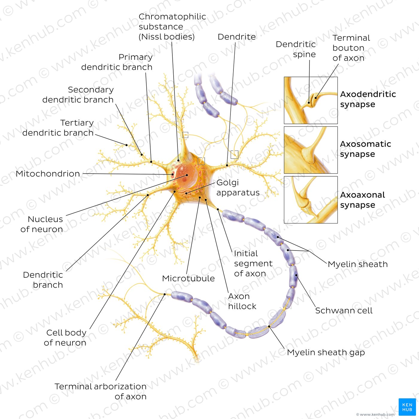 Neurotransmitters: Types, functions and disorders | Kenhub