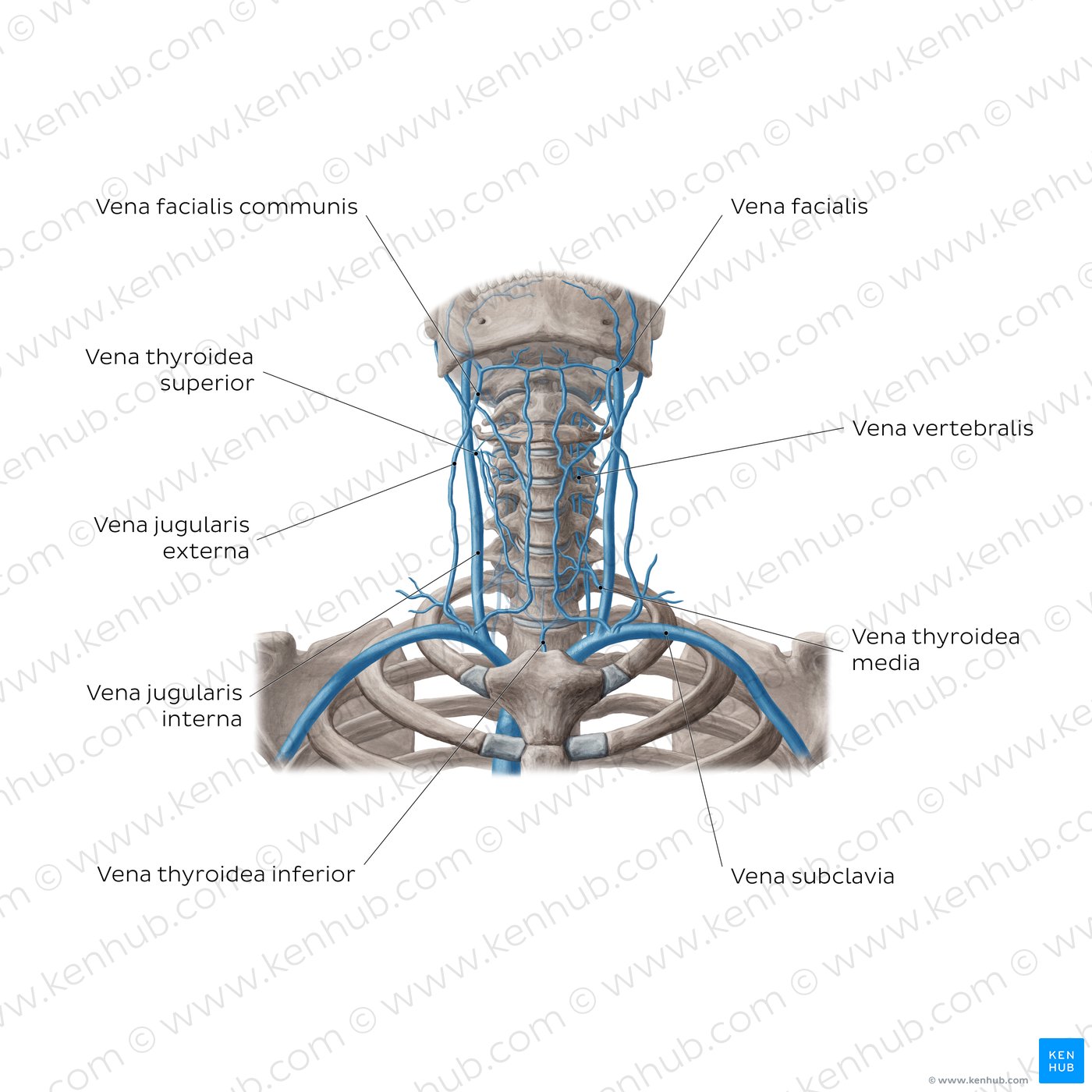 Vena jugularis externa - Anatomie, Verlauf & Klinik | Kenhub