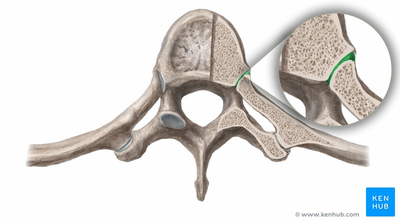 Costovertebral and costotransverse joints: Anatomy | Kenhub