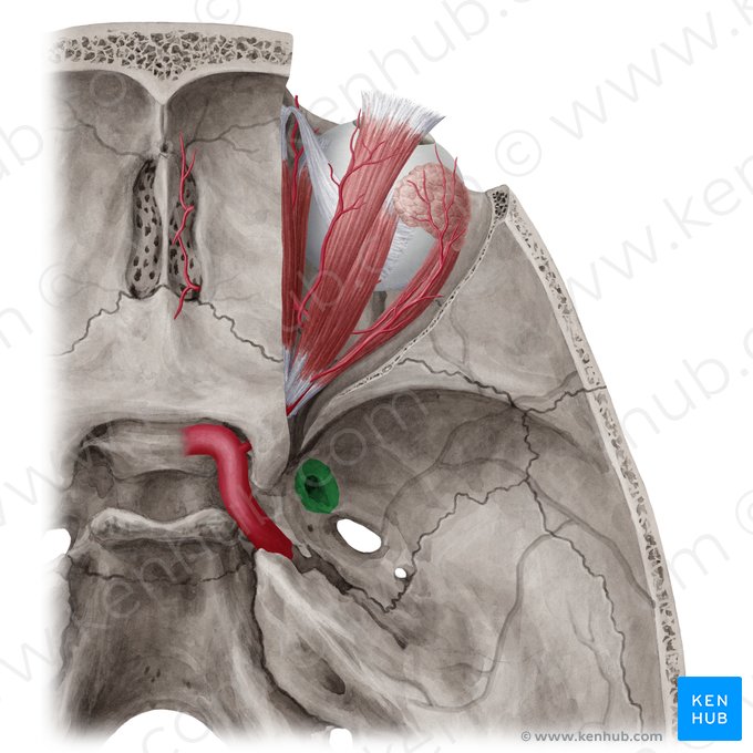 Crânio Humano - Forames, Fissuras e Conteúdo | Kenhub