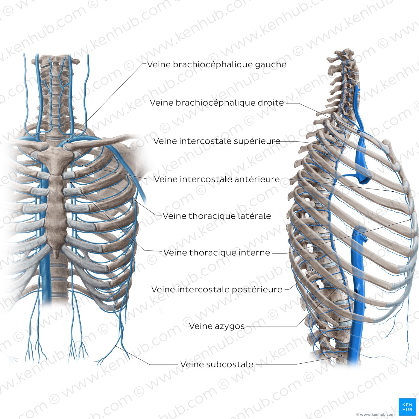 Thorax : Anatomie, paroi, organes | Kenhub