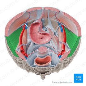 Iliacus: Origin, insertion, innervation, function | Kenhub