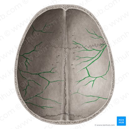 Calvaria: Anatomy, bones and sutures | Kenhub
