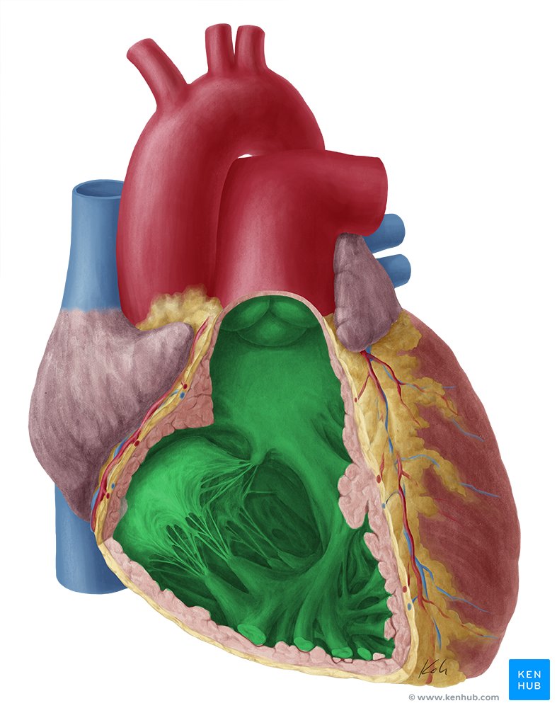 Ventrículos del corazón: Anatomía y función | Kenhub