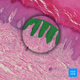 Skin: Cells, layers and histological features | Kenhub