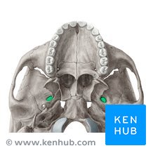 Base Do Cranio Forame Oval Crânio Humano: Forames, Fissuras E