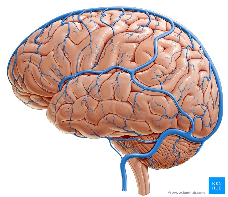 Dural venous sinuses: Anatomy, location and function | Kenhub