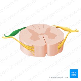 Spinal nerves: Anatomy, roots and function | Kenhub
