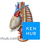 Mediastinal lymph nodes: Definition, anatomy and location | Kenhub