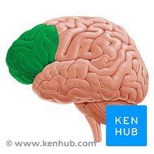 Cortex préfrontal: structure et fonctions | Kenhub