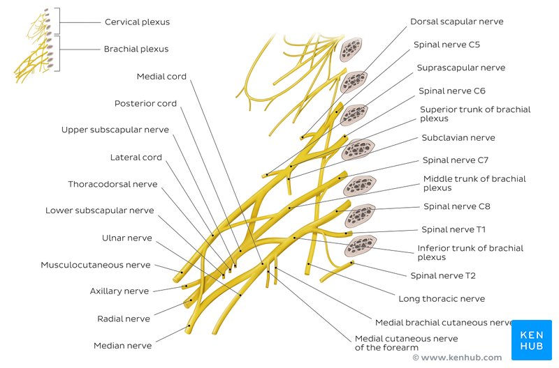 Brachial plexus quizzes and diagrams: Learn faster! | Kenhub
