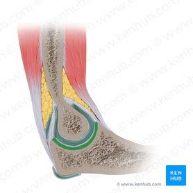 Ulna (Elle) - Anatomie, Aufbau, Gelenke, Bänder & Klinik | Kenhub