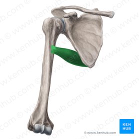 Teres major muscle: Anatomy, function, clinical aspects | Kenhub